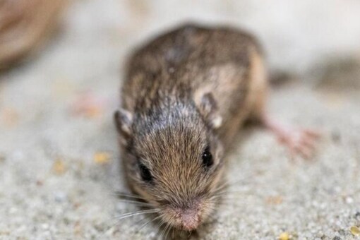 Tiny California Mouse Wins Guinness Award for Longevity - News18