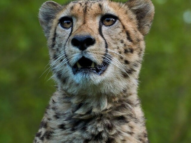 Eight Namibian Cheetahs to Be Released into Wild at MP's Kuno National ...