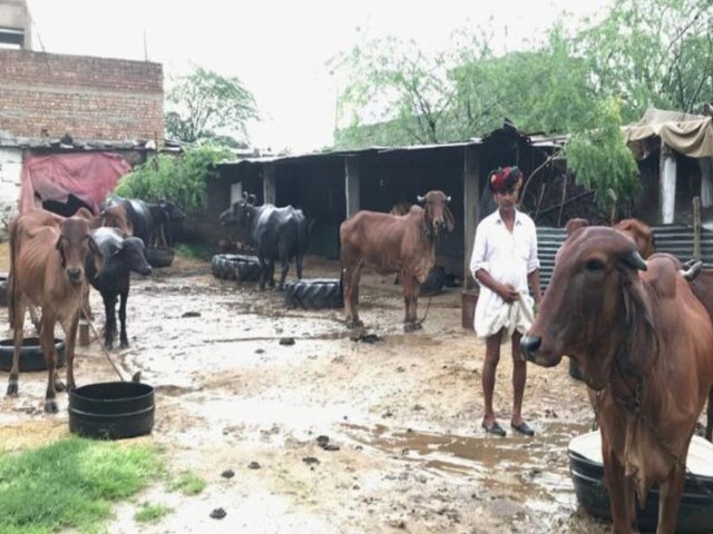 Rajasthan's Cattle Farmers Hack the Pasture Problem, but Climate Change ...