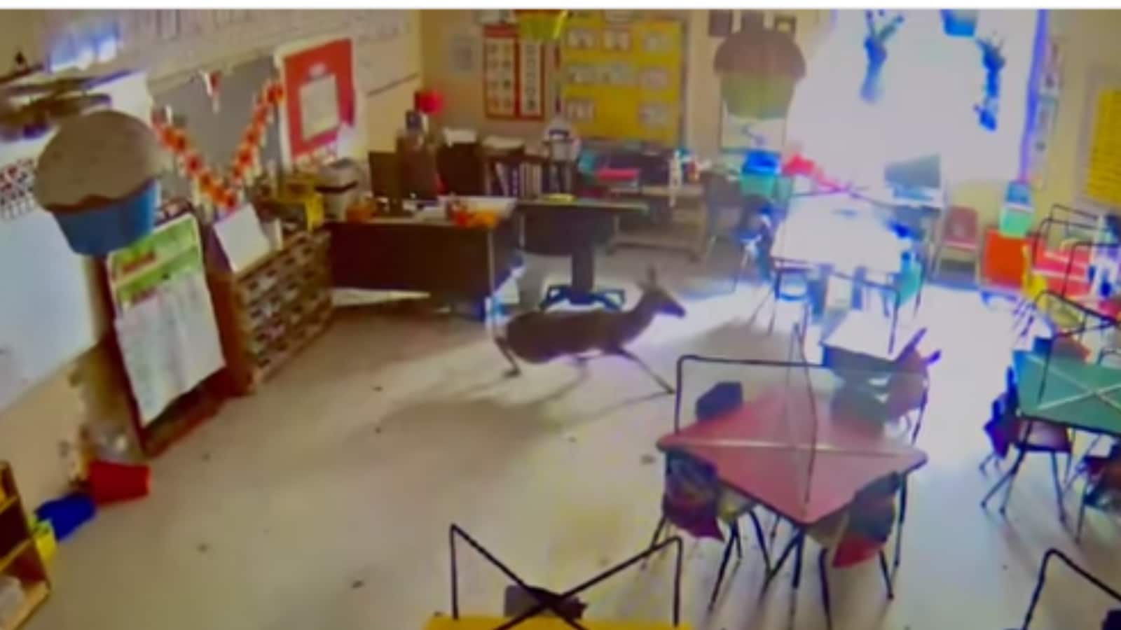 Internet Shocked To See Deer Crashing A Classroom Window In Viral Clip ...