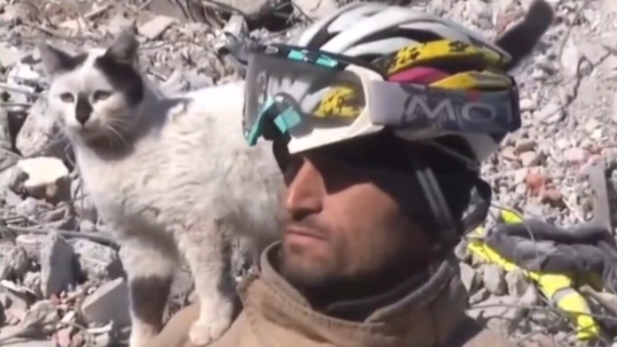 Turkey Earthquake: Cat Saved From Rubble Refuses To Leave Rescuer’s ...