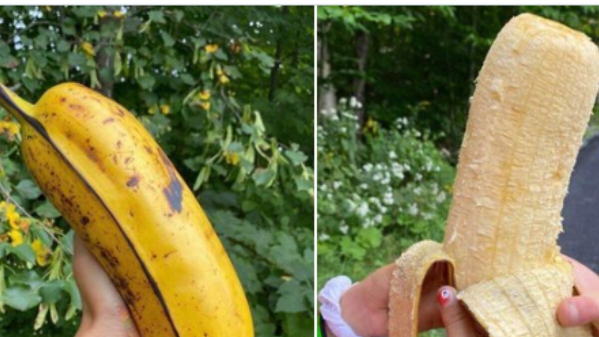 Viral Photo Of Gigantic Banana Leaves Internet In Disbelief - News18
