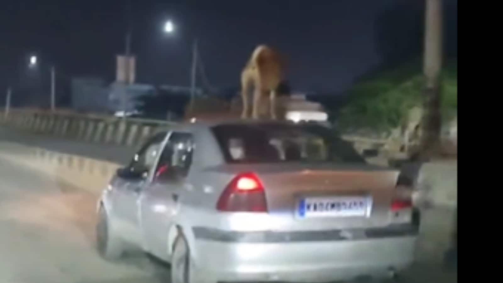 Viral Video Of Dog Sitting On Roof Of Moving Car Sparks ‘Animal Abuse ...