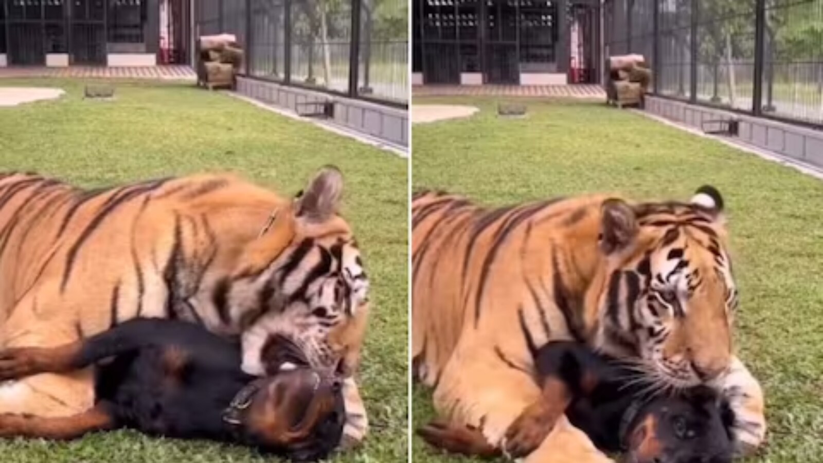 Watch: 'Best Friends' Tiger And Dog Play Together In Adorable Video ...