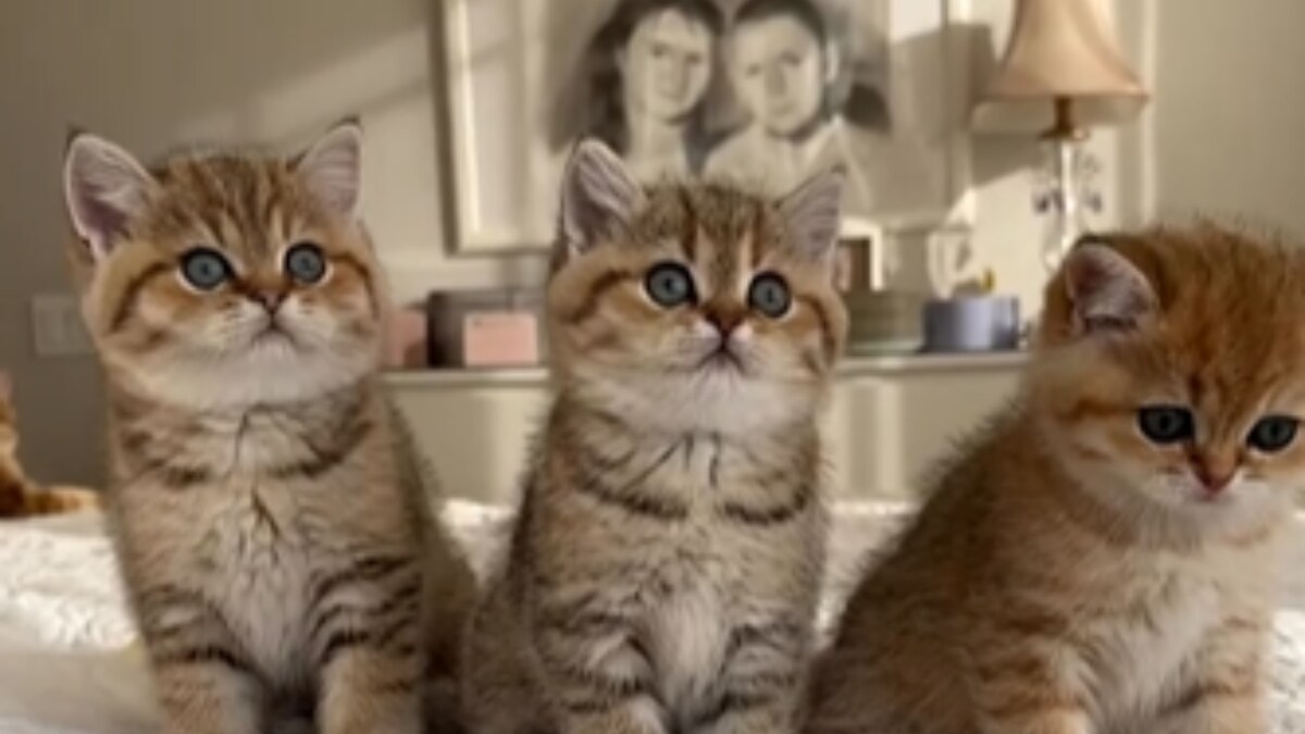 Kittens Recreate Jenna Ortega's Viral Wednesday Dance And It's ...