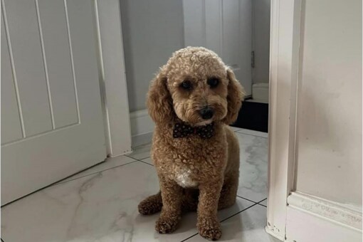 Dog Takes Cab Home After Wandering Away During Morning Walk - News18