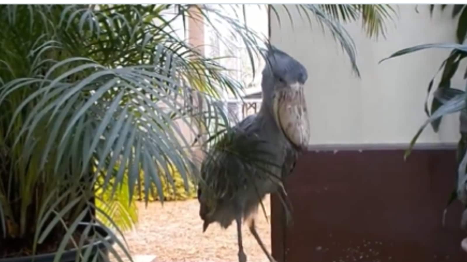 Piercing Sound Of Shoebill Stork Reminds Internet Of Dinosaur From ...