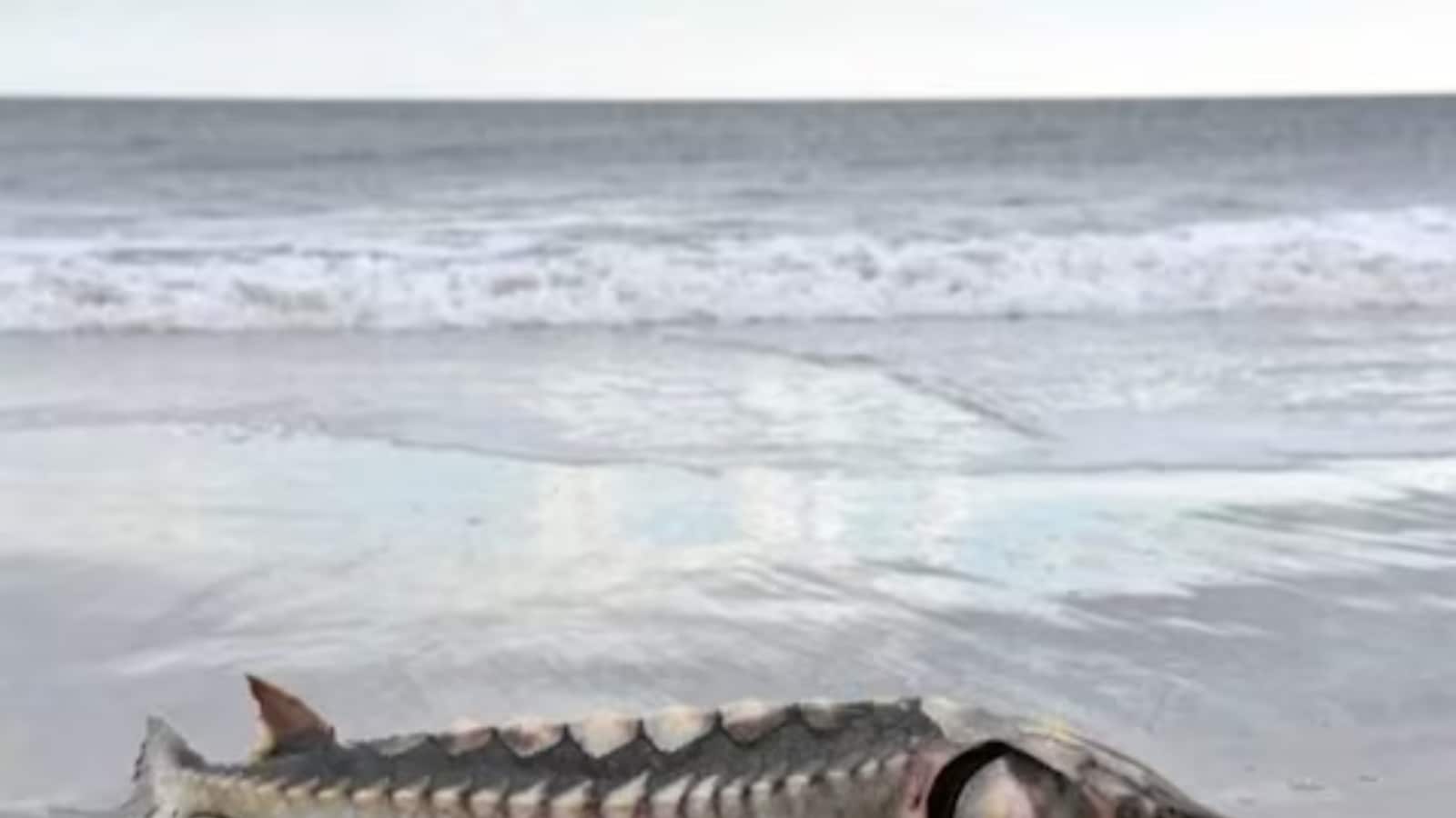 3-Foot-Long Sea 'Dinosaur' With Pointed Nose Spotted At Virginia ...