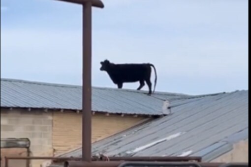 Video Shows Cow On Barn Roof, Twitter Thinks Aliens Put It Up There ...