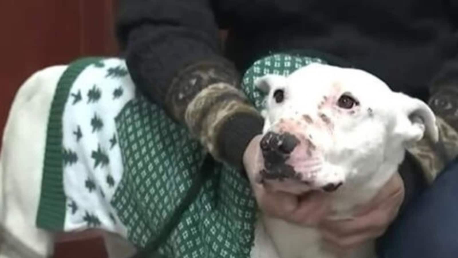 US Dog Rescued After Being Found Living With Coyotes For 6 Months ...