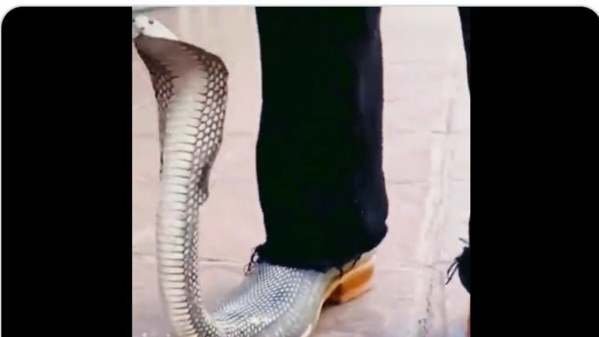 'Hope The Boots Bite The Dude': Internet Reacts To Viral Snake-Print ...