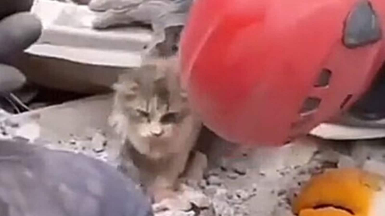 Turkish Rescuers Save a Cat Stuck In Ruins After Earthquake, Video Goes ...