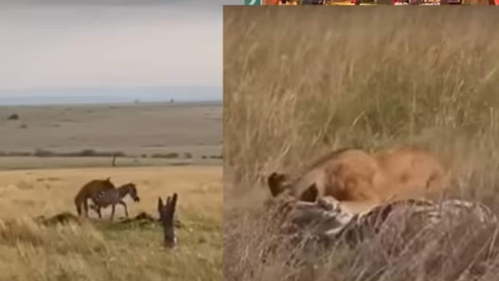 Watch: Lioness Attacks Zebra, Who Just Didn't See It Coming | Buzz News ...