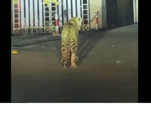 This Leopard Decides To Go For A 'Walk After Dinner' - News18