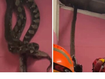 Watch: This Spine-Chilling Video Of Gigantic Snakes Falling Through A ...