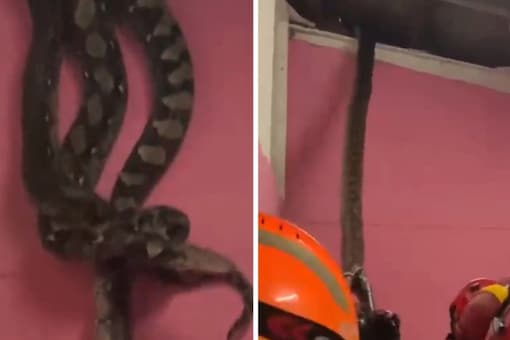 Watch: This Spine-Chilling Video Of Gigantic Snakes Falling Through A ...