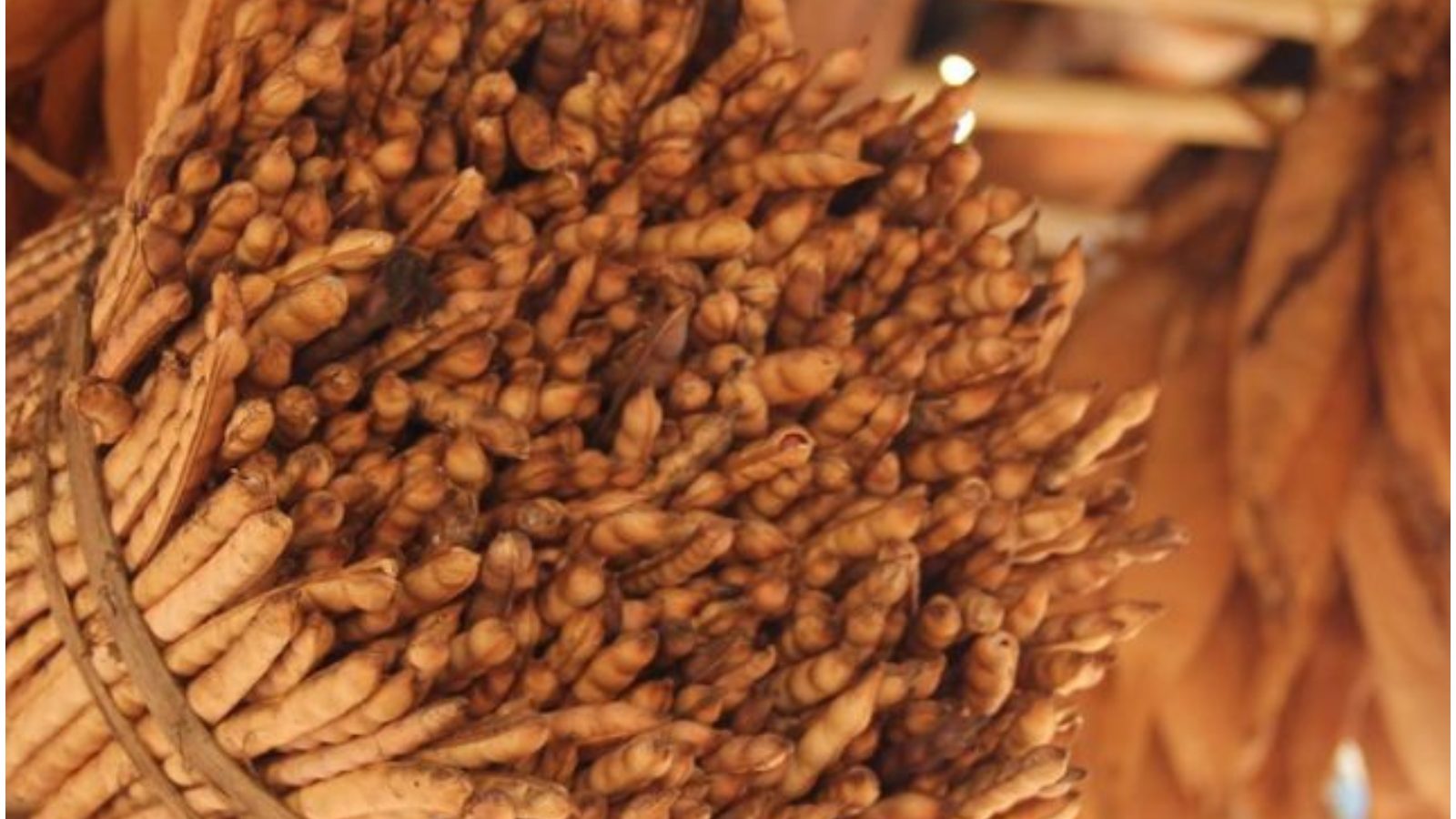 Odisha’s Seed Fest Brings Back 60 Indigenous Crops from the Brink ...
