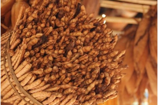 Odisha’s Seed Fest Brings Back 60 Indigenous Crops from the Brink