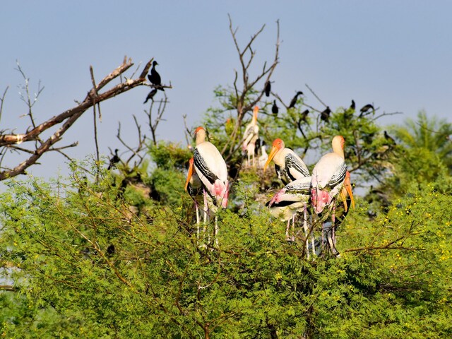 Spectacular Bird-Watching Sites In India That Are Must-Visit For ...