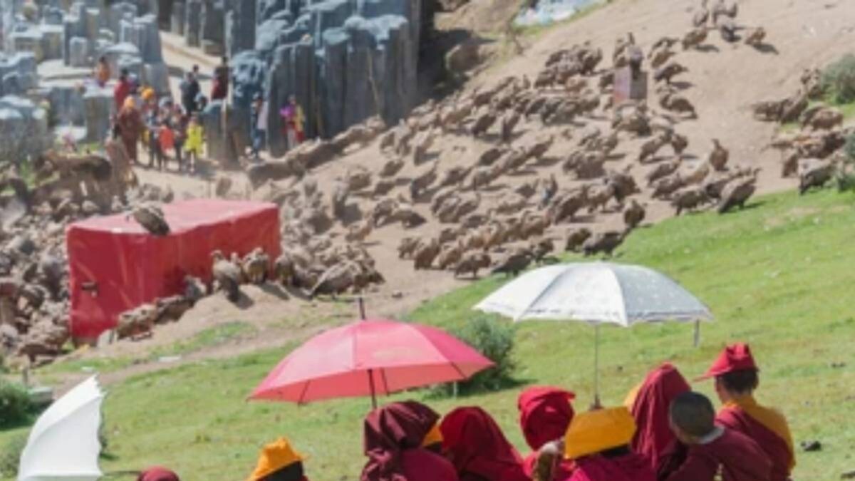 Why Dead Bodies In This Country Are Fed To Vultures - News18