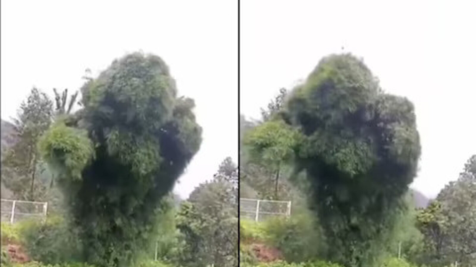 Watch: This Swirling Tree On A Stormy Day Has The Netizens Spooked ...