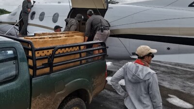 12 South African Cheetahs Begin Their Journey, to Reach India on ...
