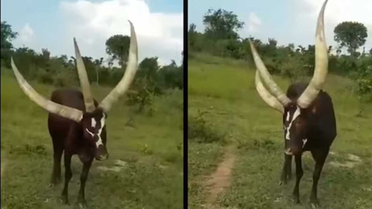 Watch: A Three-horned Cow? Check Out This Rare Sight In Twitter Video ...