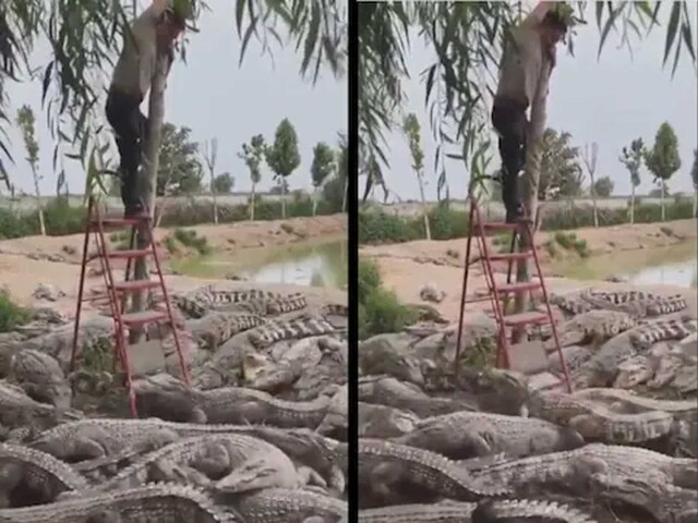 Watch: Man, Surrounded By Crocodiles, Stands Atop A Ladder; Internet ...