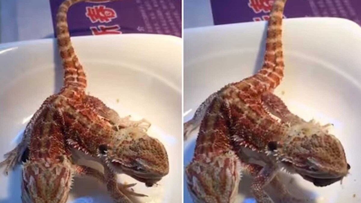Watch: 2-headed Lizard Snack Together On A Plate - News18