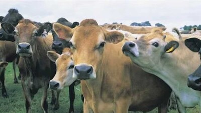 China Clones 'Super Cows' Which Can Produce 18 Tons Of Milk Every Year ...