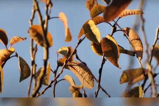 Optical Illusion: Can You Find Bird Camouflaging In Leaves In This ...