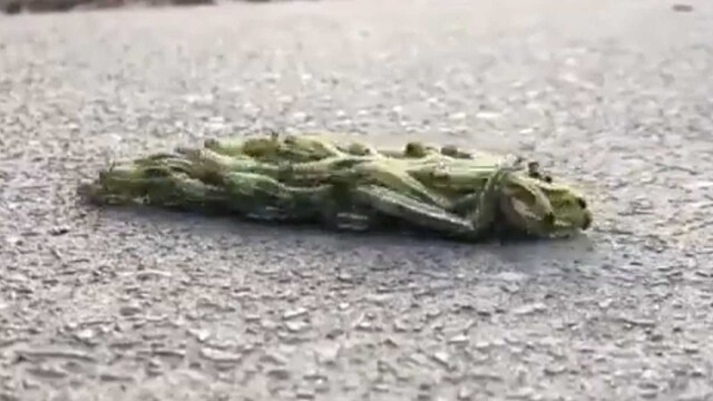 Watch: This Unique Way Of Caterpillars Moving Together Shows Power Of ...