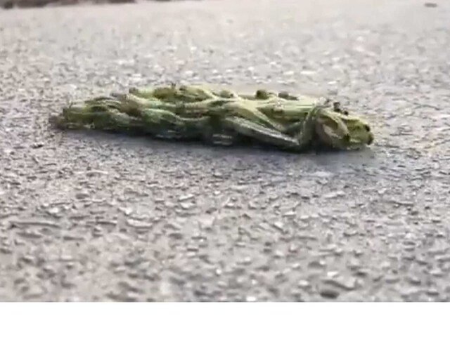 Watch: This Unique Way Of Caterpillars Moving Together Shows Power Of ...