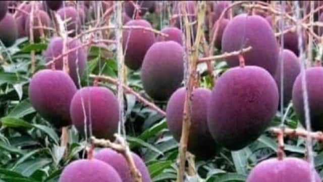 West Bengal's Malda to Grow Japanese Miyazaki as World's Most Expensive ...