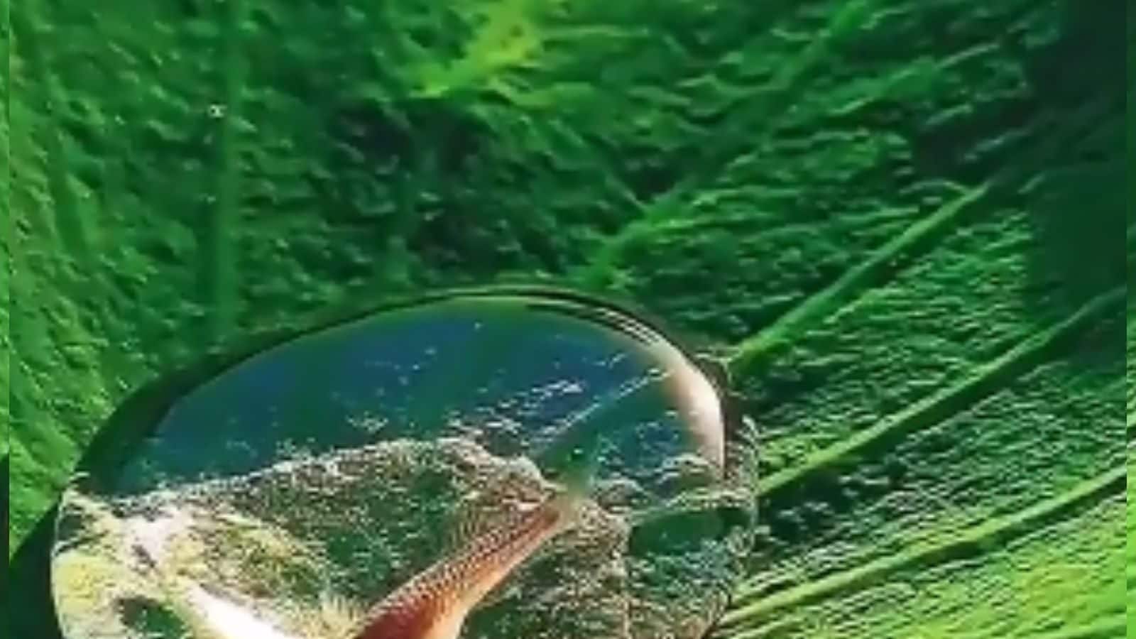 Video of Tiny Fish Swimming in a Water Droplet Gets Mixed Reactions ...