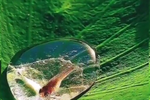 Video of Tiny Fish Swimming in a Water Droplet Gets Mixed Reactions ...