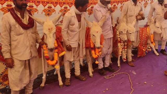 Rajkot Community Celebrates Birth of Halari Donkeys To Raise Awareness ...