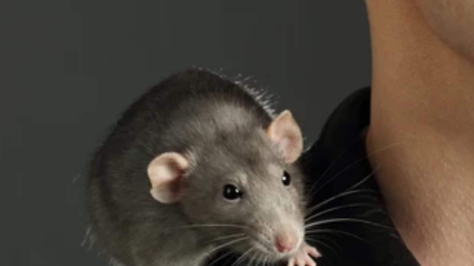 Rat Climbs on a Man on New York Subway, His ‘Cool’ Reflex Makes ...
