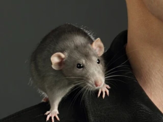 Rat Climbs on a Man on New York Subway, His ‘Cool’ Reflex Makes ...
