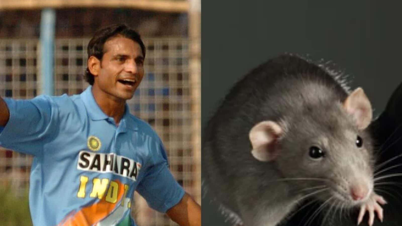 Viral News LIVE Updates: Man’s ‘Chill’ Reflex to a Rat on Train ...