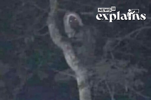 Mexico President Shares 'Proof' of Mythological Creature 'Alux': Look ...