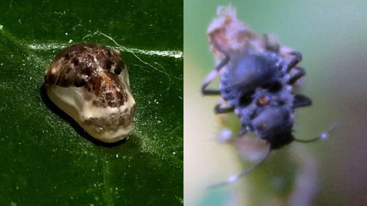 Bugs of Bollywood: Researchers Christen Insects After Legendary ...