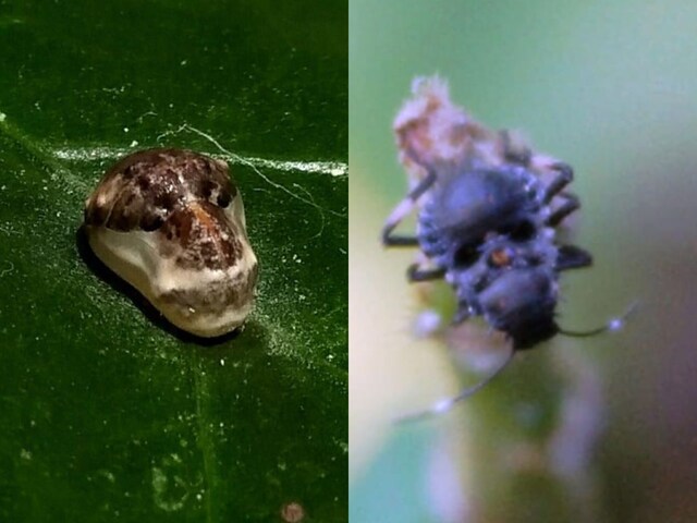 Bugs of Bollywood: Researchers Christen Insects After Legendary ...