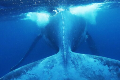 Seabed Mining Poses a Threat for Whales and Other Cetaceans, Finds ...