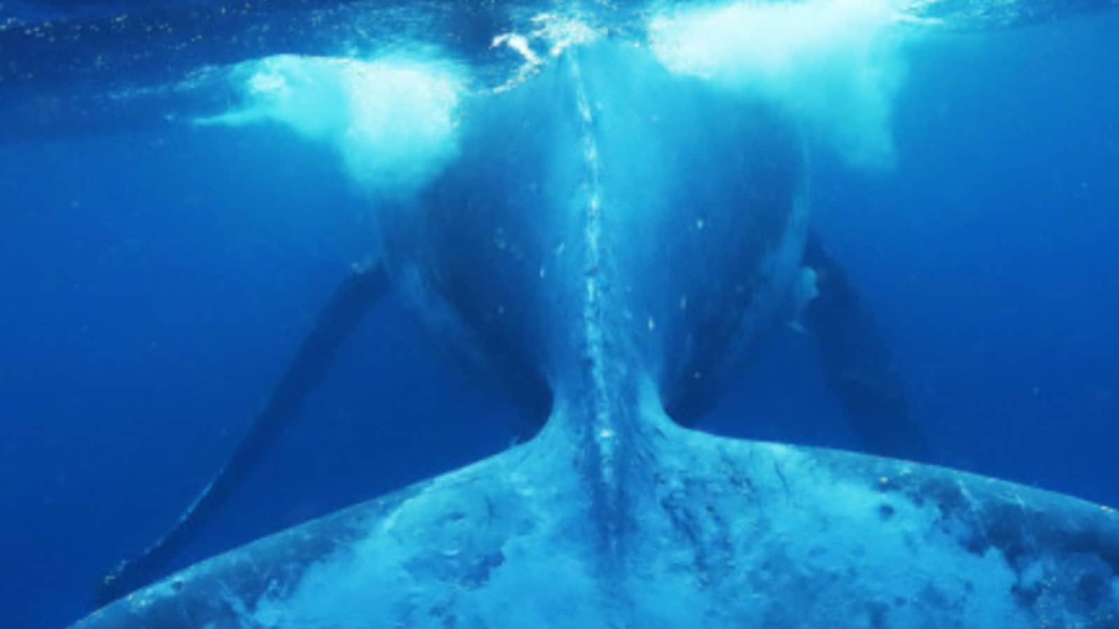 Seabed Mining Poses a Threat for Whales and Other Cetaceans, Finds ...