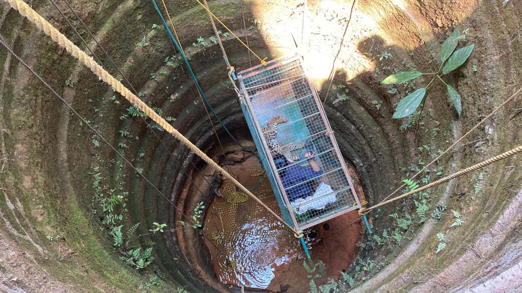 This Vet Crawled into a Cage to Catch a Leopard; Here's What Happened ...