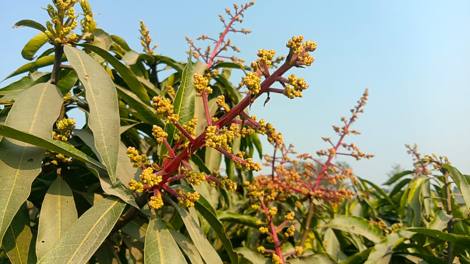 West Bengal's Malda to Grow Japanese Miyazaki as World's Most Expensive ...