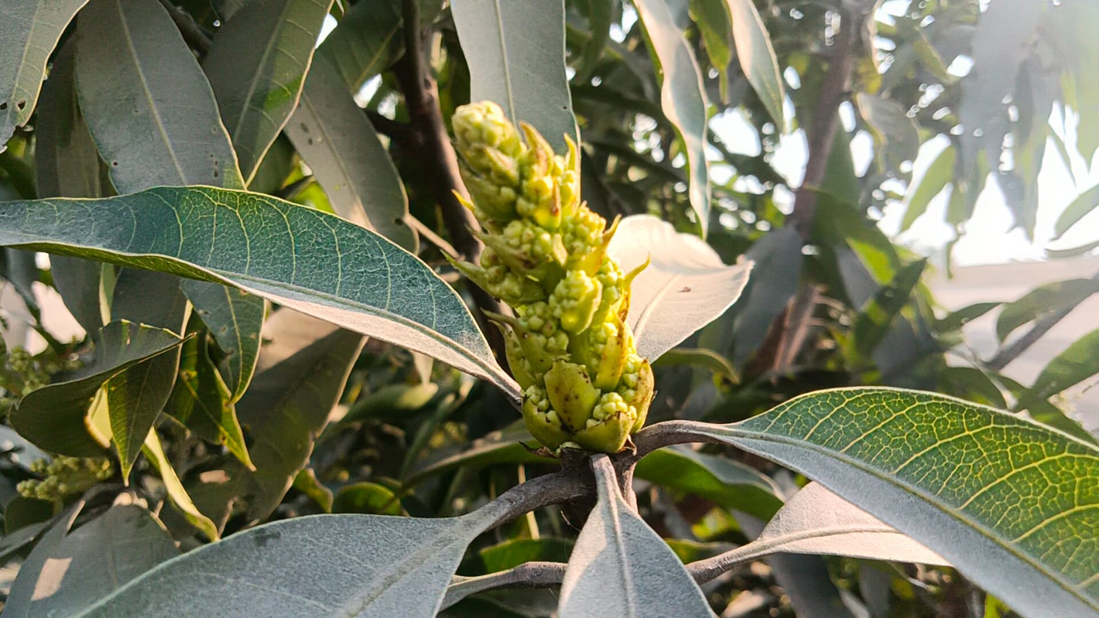 West Bengal's Malda to Grow Japanese Miyazaki as World's Most Expensive ...