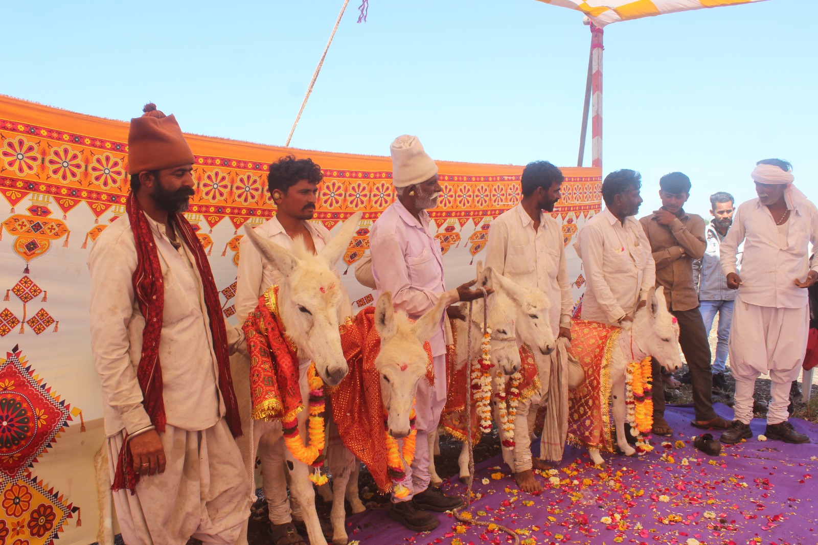 Rajkot Community Celebrates Birth of Halari Donkeys To Raise Awareness ...