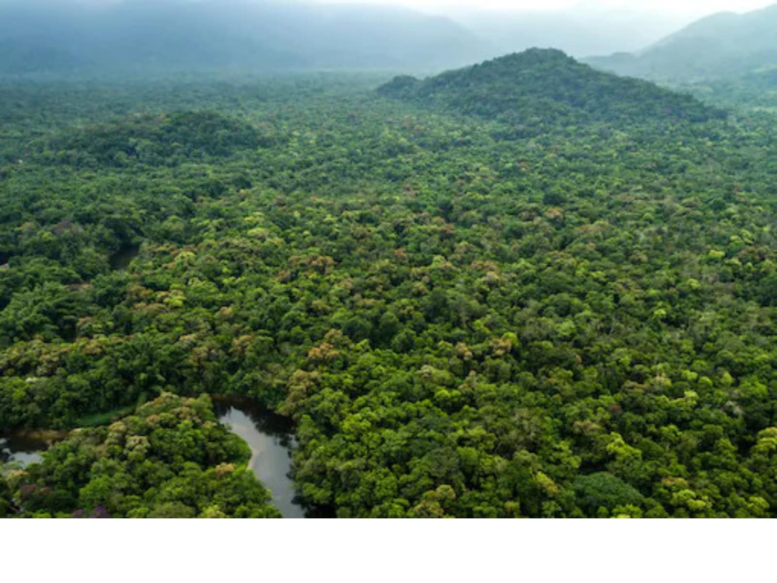 Man Eating Trees In Amazon Forest